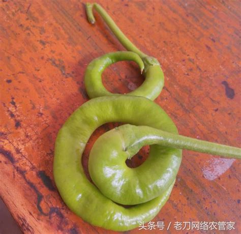 辣椒畸形果這麼多，是缺什麼嗎？帶你揭秘辣椒畸形果的秘密 每日頭條