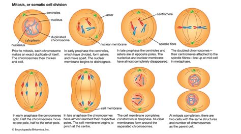 Cell Cycle Stages