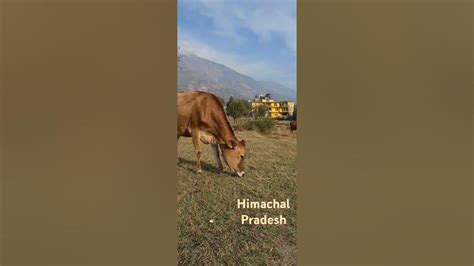 인도 풀뜯는 소 North India India Cow Youtube