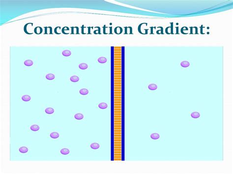 Ppt Cellular Transport Powerpoint Presentation Free Download Id