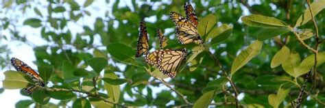 Insect Migration Is Amazing Unique And Threatened Jennifer Krauel