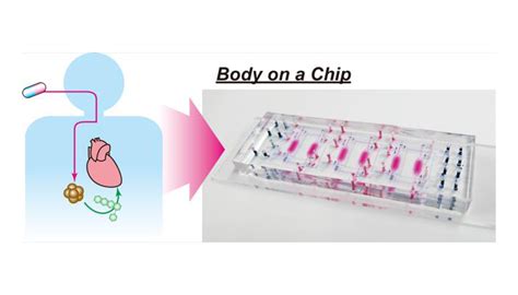 Body On A Chip Device Screens Human Heart Cells For Drug Toxicity