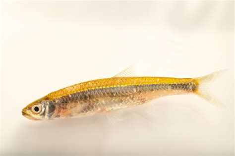 Notropis Atherinoides