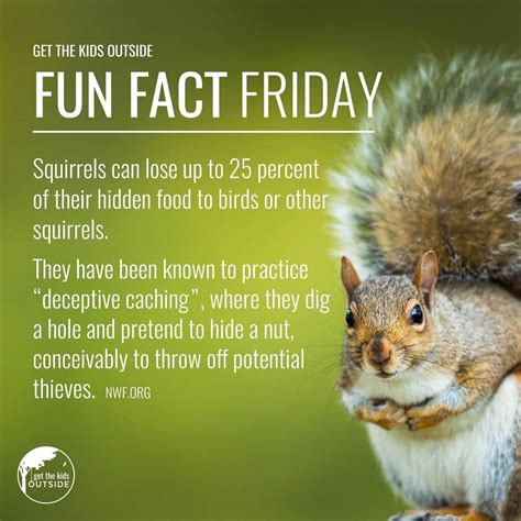 Cute Squirrel Sitting On A Tree Trunk