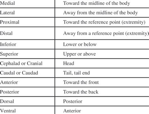 Anatomical Orientation And Directional Terms Docx Tab