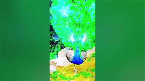 Peacock 🦚 Beautiful Youtudeshorts Peacock Video Shots Trending Youtube