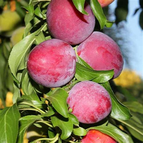 Prun Columnar Red Lure La Ghiveci Soi Productiv Roa Garden