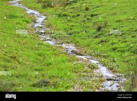 Tiny Shallow Stream Of Water Flowing Through Fresh Green Grass Stock