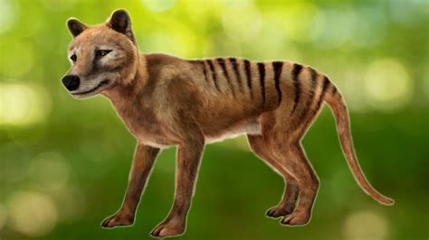 Is A Thylacine A Tasmanian Tiger