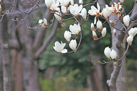玉兰类花蕾白色水平画幅无人日本神奈川县花摄影