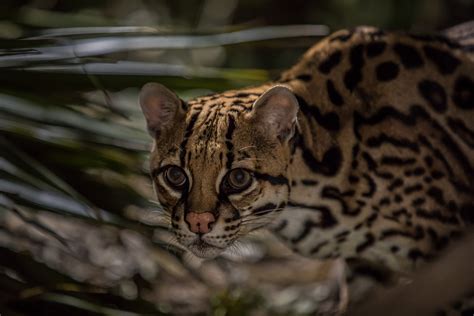 Ocelot Huskatt