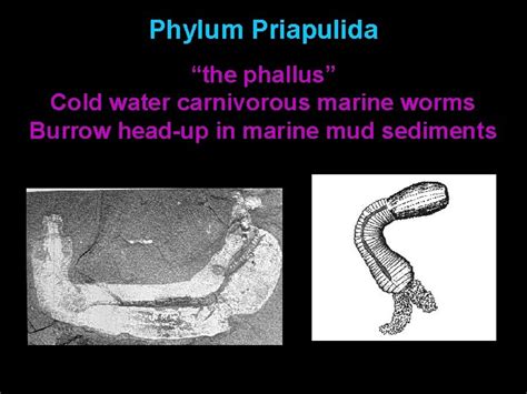 Phylum Nematoda The Round Worms Theyre Everywhere Anatomy