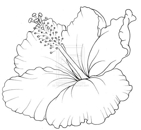Hibiscus Flowers Coloring Pages At Getdrawings Free Download
