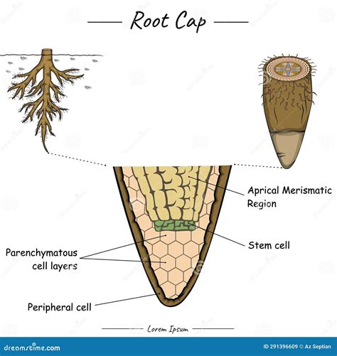 Root Cap Diagram Showing The Root Of A Coniferous Plant Vector