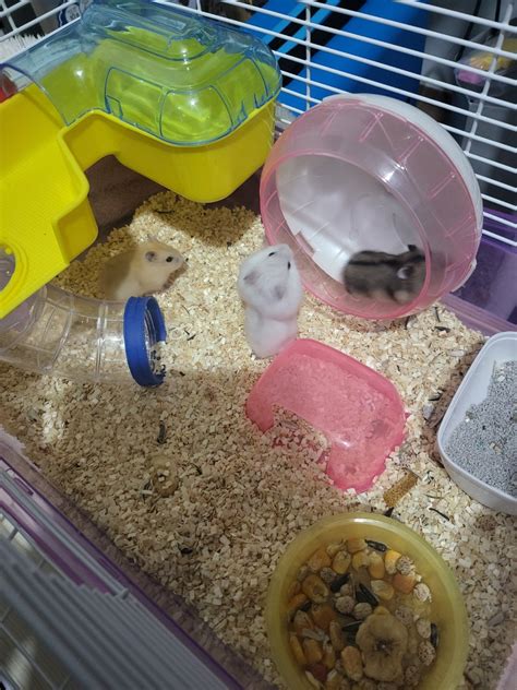 울딸과햄찌아들들2 포텐 터짐 최신순 에펨코리아