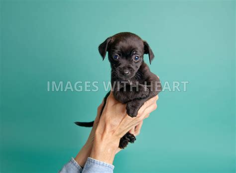 Cocker Spaniel Terrier Mix Puppies