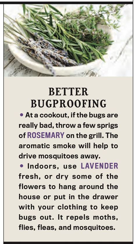 Diy Bug Repellent With Herbs