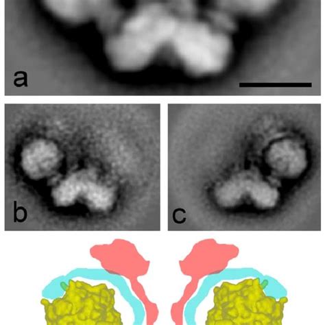 Electron Microscopy Analysis And Interpretation A Projection Map Of