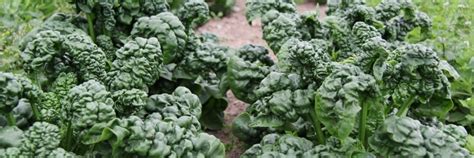 Northeast Developed Vegetables Hudson Valley Seed Company