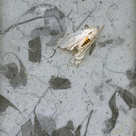 M Robert Markovich Home