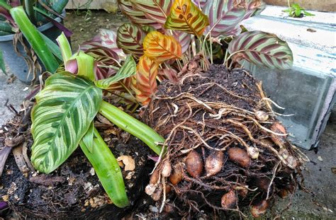 How To Grow And Propagate Calathea Plants