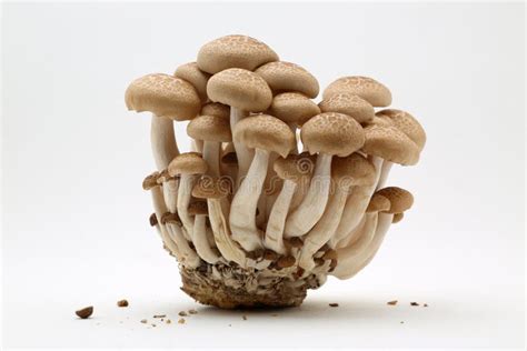 White Beech Mushroom Or Hypsizygus Tessellatus With A White Background