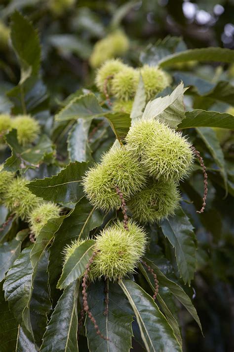 Gardening 101 Sweet Chestnut Tree Gardenista