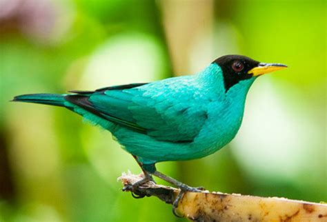 Green Honeycreeper Colorful Bird In The Tropical Rainforest Hubpages