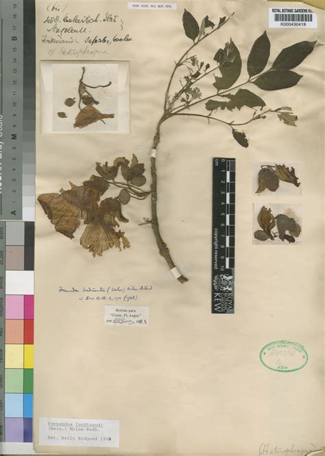 Fernandoa Ferdinandi Welw Baill Ex Kschum Plants Of The World Online Kew Science