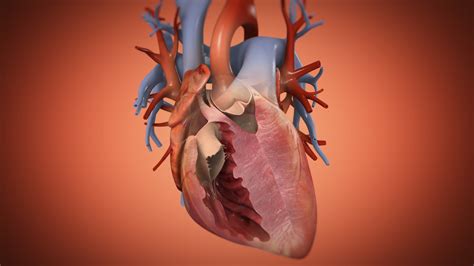 Hypoplastic Left Heart Syndrome Diagnosis And Treatment