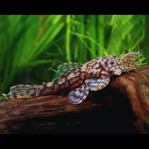L519 Honeycomb Bristlenose Pleco Buy Online Wetrootz