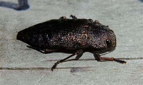 Серые жуки в доме 66 фото