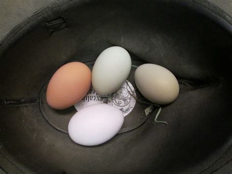 Found A Lash Egg Now What Page 2 Backyard Chickens Learn How To Raise Chickens