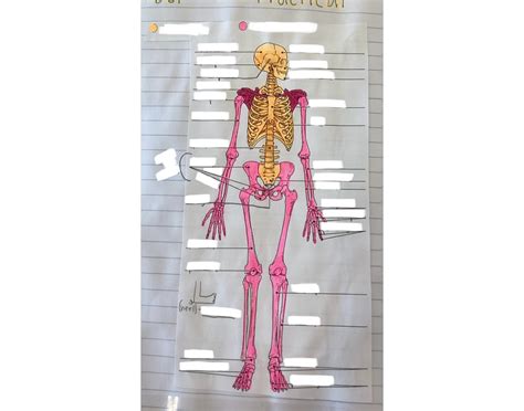 Lab Practical Labeling Skeletal Quiz