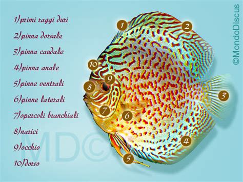 How To Recognize A Healthy Discus