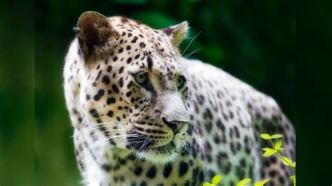 תושב חדש בחיפה נמר פרסי