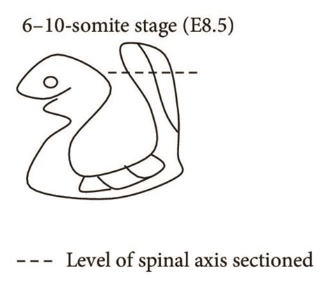 Schematic Figure Showing Progressive Developmental Stages Of The Mouse