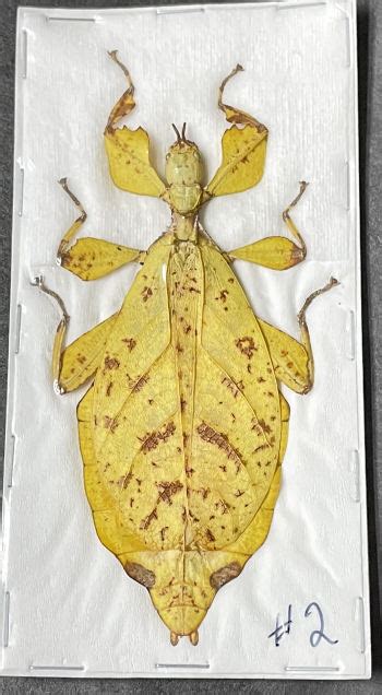 Phyllium Mamasaense Yellow Form Insect Collectors Shop