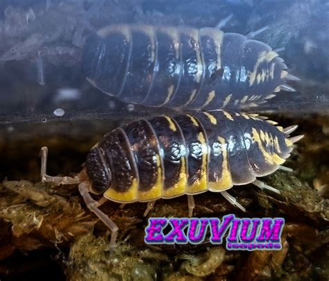 Porcellio Ornatus ‘yellow Chocolate Exuvium Isopods