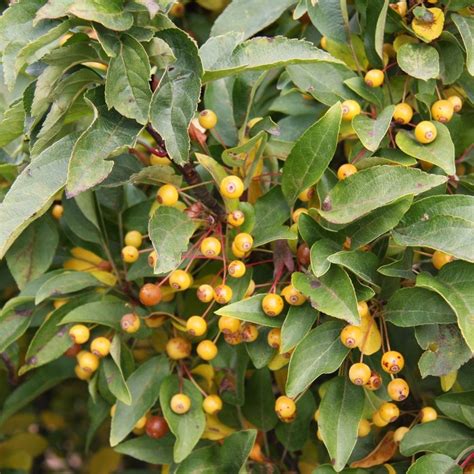 Buy Crab Apple Cinderella Malus Cinderella Cinzam Delivery By Waitrose Garden