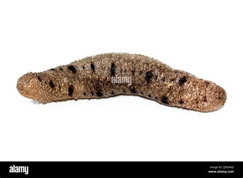 Sea Cucumber Isolated On White Background Echinoderms From The Class
