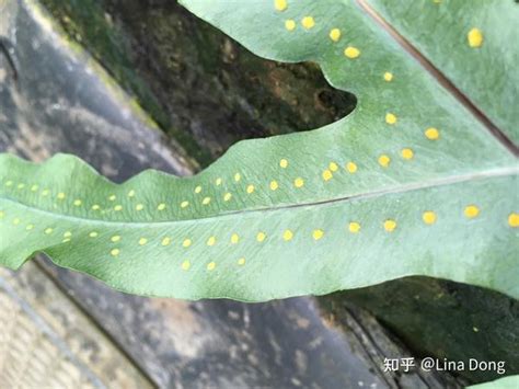 从零开始种植蕨类植物：孢子繁殖 知乎