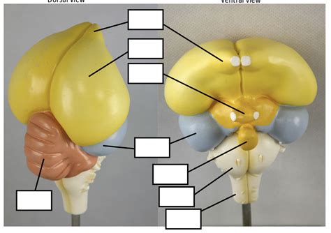 Bird Brain Diagram Quizlet