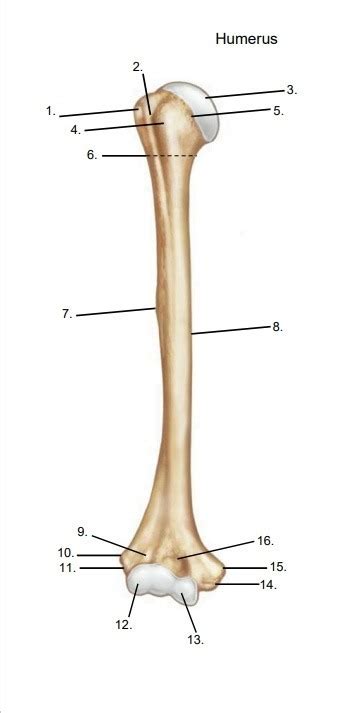 Humerus Diagram Diagram Quizlet