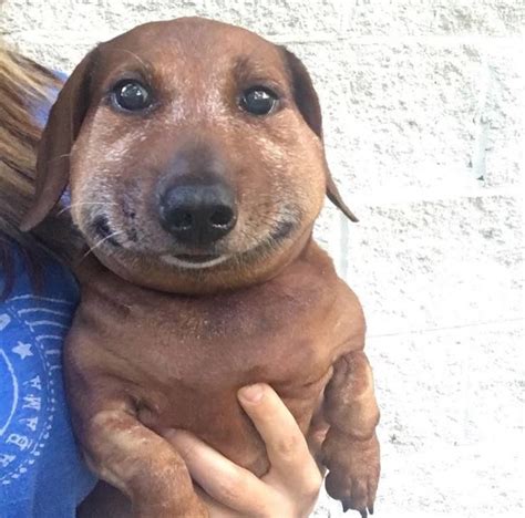 U4d Earnbuzz Мемы про животных Собаки Смешные фото собак