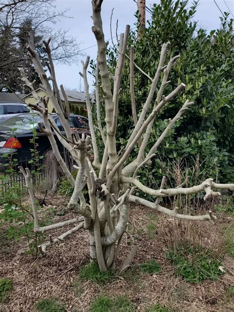 How To Prune Fig Tree For Growth And Fruit Production