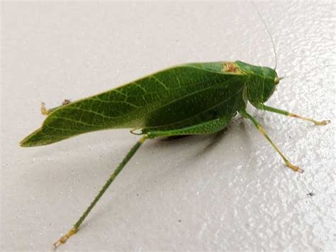 California Angle Winged Katydid In Arizonas Ponderosa Woodlands
