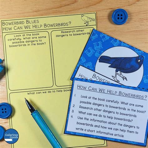 Bowerbird Blues By Aura Parker Book Study For Year 5 And 6