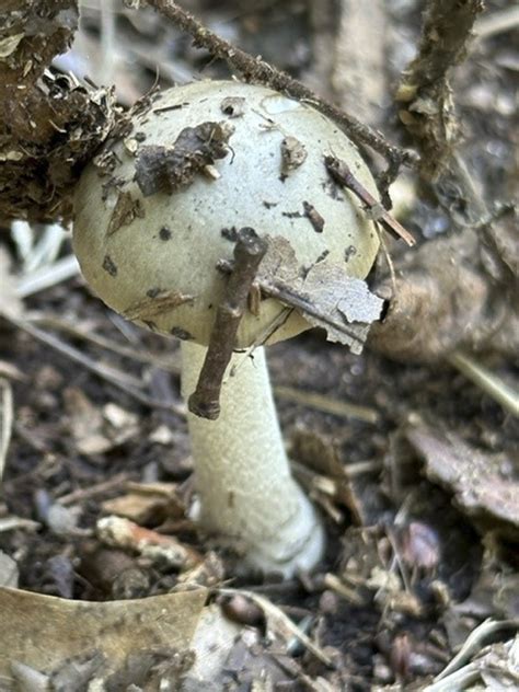 Minnesota Seasons Grisette Amanita Vaginata