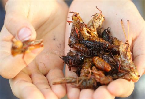 Roasted Bugs Cockroaches Grasshopper And Beatles On Human Palm Stock